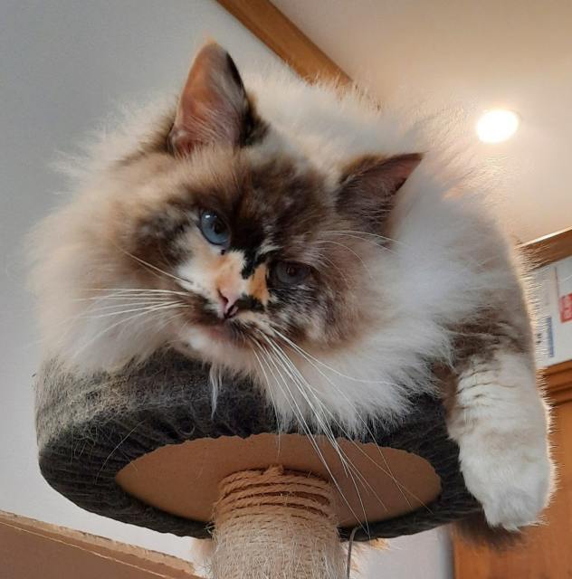 Tortoiseshell Ragdoll female cat - LILY | Cats & Kittens | Gumtree ...