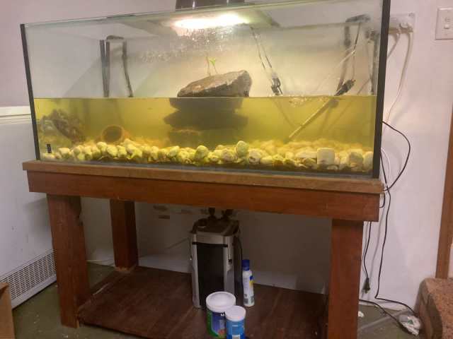 2 pet turtles and 4ft fish tank setup | Reptiles & Amphibians | Gumtree ...