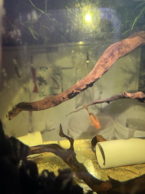 🌪️Our Cyclone Flash Sale Will Blow You Away 💨 | Pet Products | Gumtree ...