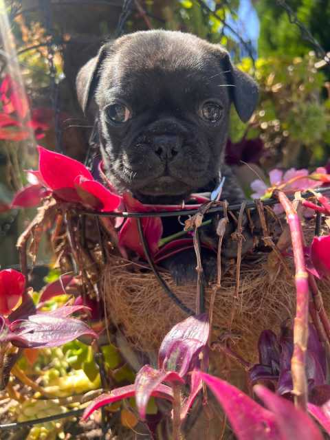 2 Adorable puppies for sale!! 15 weeks old. Perfect for a familly ...