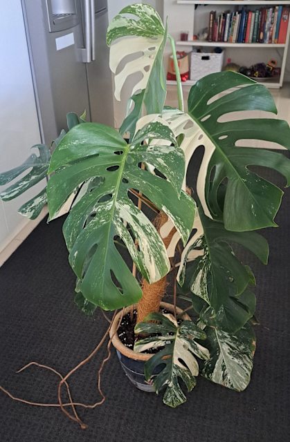 Beautiful Variegated Monstera Borg. - Plants in Rockingham WA | Gumtree ...