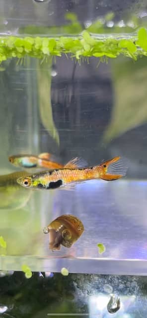 Chilli Endler /Platinum Pink | Fish | Gumtree Australia Logan Area ...