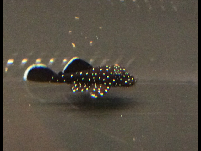 Peppermint Bristlenose Catfish + Shrimp | Fish | Gumtree Australia ...