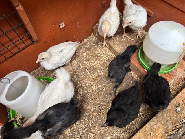 4 week old Chickens | Livestock | Gumtree Australia Parramatta Area ...