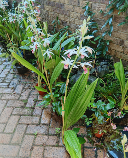 PHONE ENQUIRIES ONLY - ENDANGERED GIANT NATIVE SWAMP ORCHIDS - Plants ...