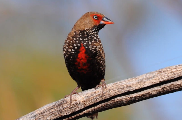 Finches , emblemas ( painted fire tails ) | Birds | Gumtree Australia ...