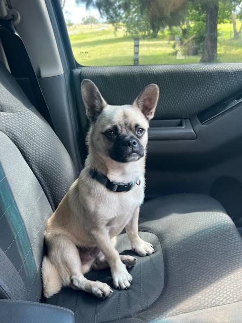 Bear pug x | Dogs & Puppies | Gumtree Australia Bundaberg Surrounds ...