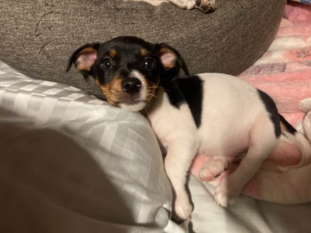 Mini foxies | Dogs & Puppies | Gumtree Australia Toowoomba Surrounds ...