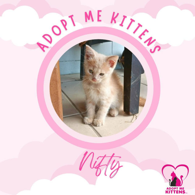 NIFTY, M, 16/9/24, CAT/KITTEN ADOPTION, ADOPT ME KITTENS CAIRNS | Cats ...