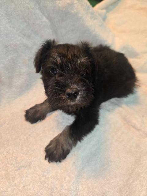Pure Bred Miniature Schnauzer Puppies | Dogs & Puppies | Gumtree ...