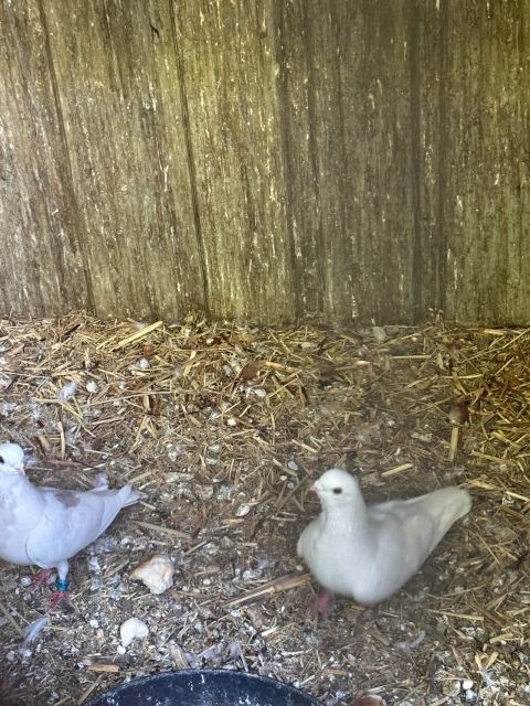 Tippets (pigeons ) | Birds | Gumtree Australia Hobart City - Lenah ...