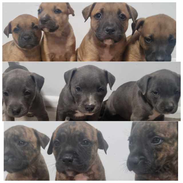 10x Puppies Ridgeback X English Staffy Puppies | Dogs & Puppies ...