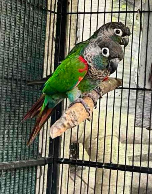 Young DNA sexed Pearly Conure Pair (Male and Female) | Birds | Gumtree ...