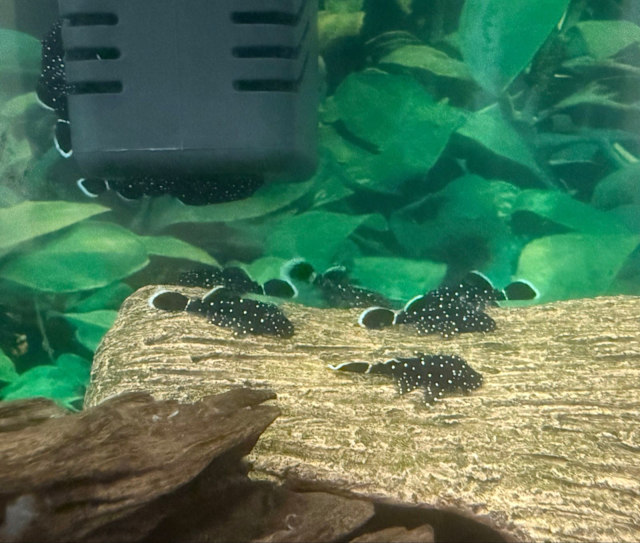 Peppermint bristlenose catfish | Fish | Gumtree Australia Brisbane ...