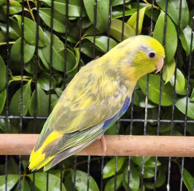Young Parrotlets | Birds | Gumtree Australia The Hills District ...