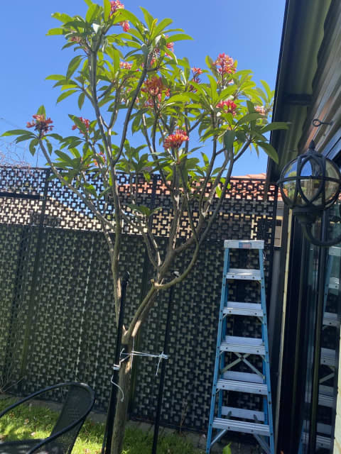 Very Tall (easy to move) Frangipani - Plants in Maida Vale WA | Gumtree ...