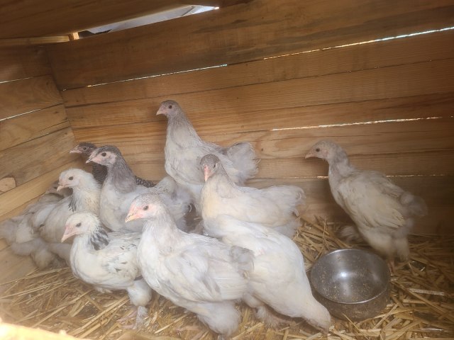 blu splash brahma chicks | Birds | Gumtree Australia Fairfield Area ...
