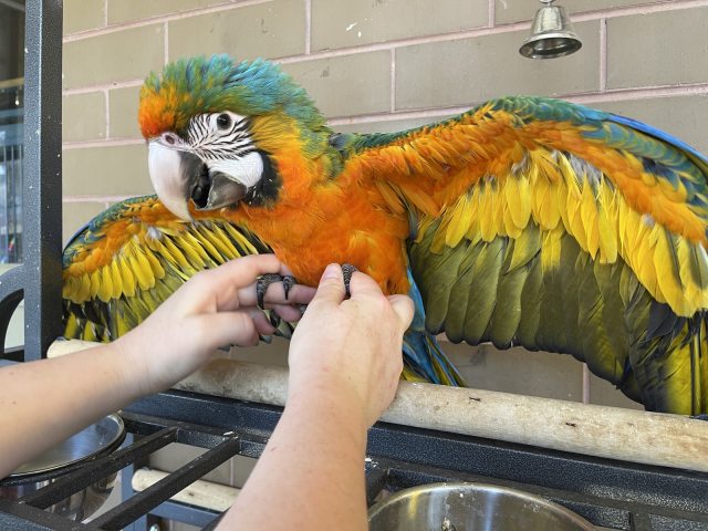 * ONLY 1 MALE LEFT* Baby Hand Reared Catalina Macaws | Birds | Gumtree ...