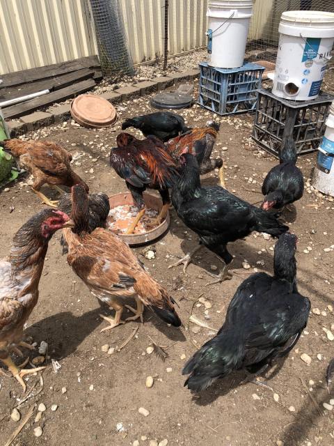 Pure breed Shamo, Asil, Malay, hens ready eggs Laying ( bargains ...