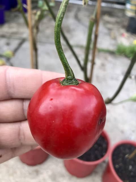 Rare Tree Chilli - Rocoto Chilli tree, about 1.1m tall $55 - Plants in ...