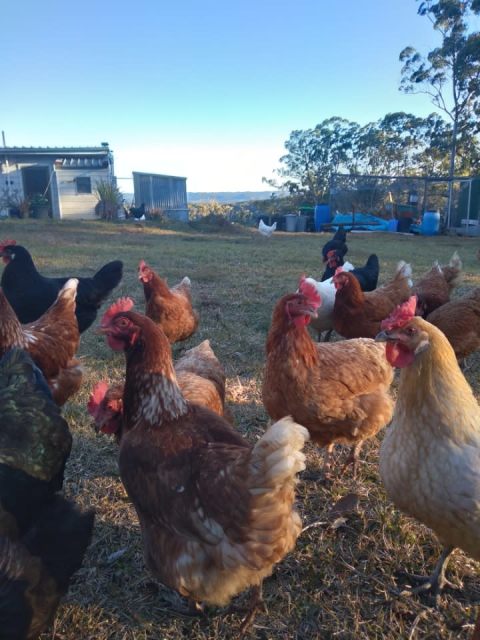 Chickens / poultry / 24 laying hens / All chooks must go! Bargain! | Birds | Gumtree Australia ...