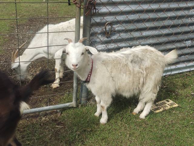 friendly goats available | Livestock | Gumtree Australia Logan Area ...