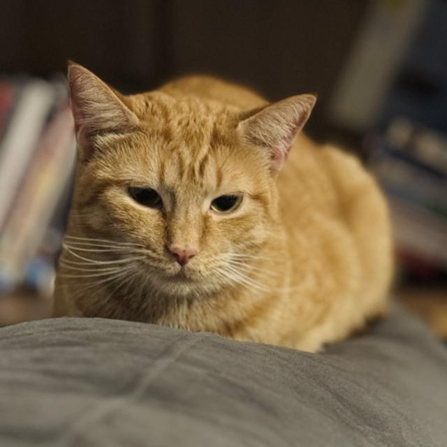 Autumn - Perth Animal Rescue including vet work cat/kitten | Cats ...