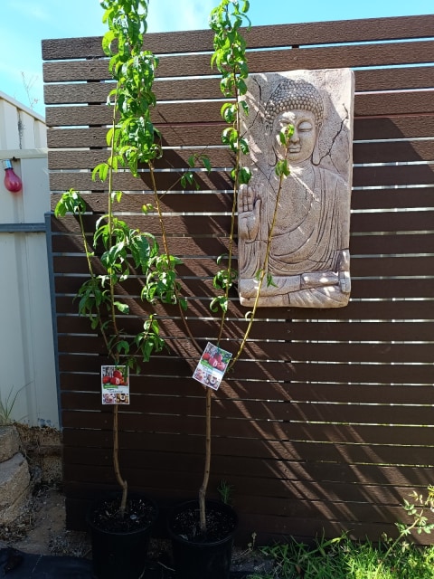 2 meter tall Fruit trees for sale - Plants in Adelaide CBD SA | Gumtree ...