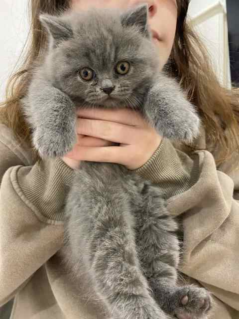 Kitten Prue British shorthair female | Cats & Kittens | Gumtree ...