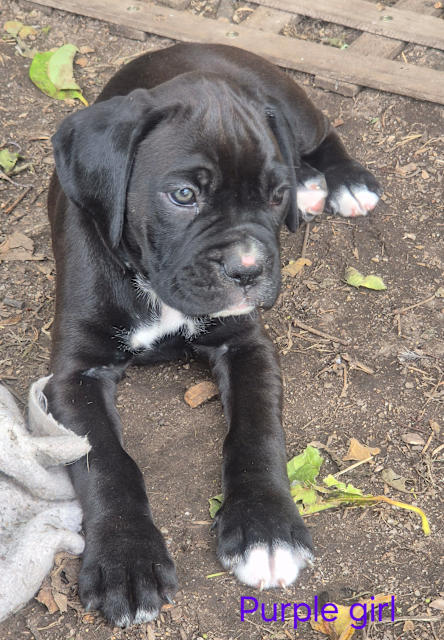 Pure-bred boxer puppies (sealed) | Dogs & Puppies | Gumtree Australia ...