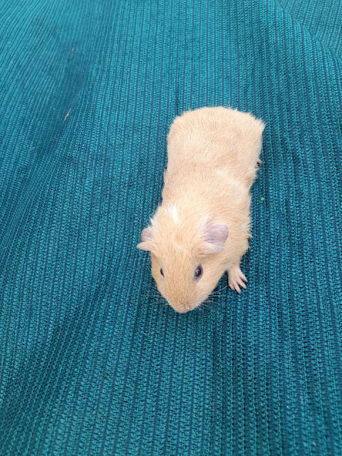 Guinea pigs | Other Pets | Gumtree Australia Somerset Area - Lowood ...