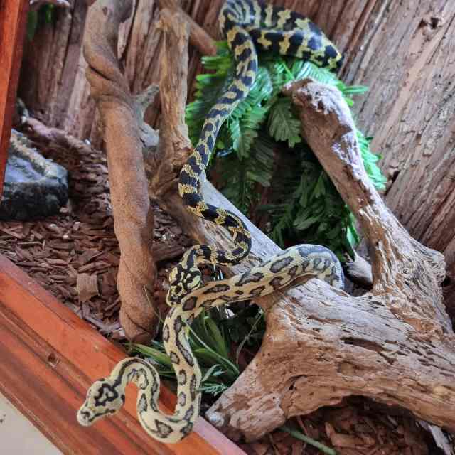 Jungle Pythons - Breeding Pair | Reptiles & Amphibians | Gumtree ...