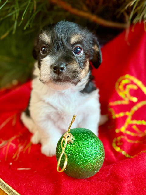 Meet Spot- adorable DNA clear Jack Tsu female pup | Dogs & Puppies ...