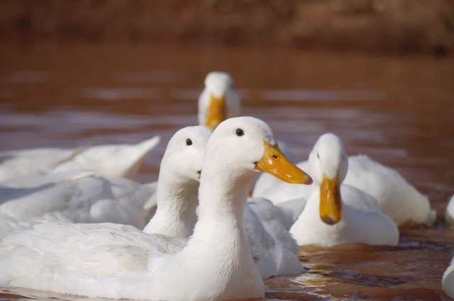 Pure White Pekin ducks Female or Male (drake) | Livestock | Gumtree ...