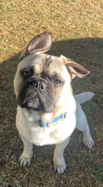 french bulldog x pug | Dogs & Puppies | Gumtree Australia Tea Tree ...