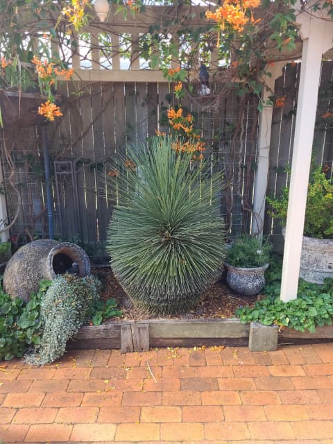 Grass Tree Australian Coastal Native Very Established | Plants ...