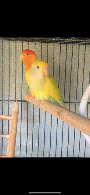 LOVEBIRD BREEDING SETUP/PAIRS/canaries-budgies/silkie chickens. | Birds ...