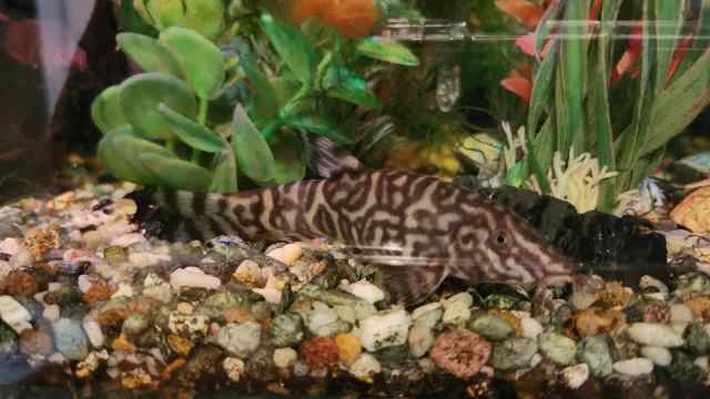 Aquarium Fish | Fish | Gumtree Australia Kalamunda Area - Lesmurdie ...