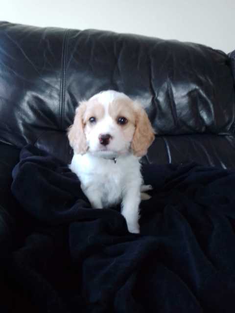 3 Beautiful 1st Gen Cavoodles 2 MALES AVAILABLE | Dogs & Puppies ...