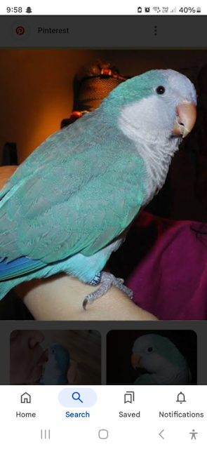 blue quakers | Birds | Gumtree Australia Nowra-Bomaderry - Nowra ...