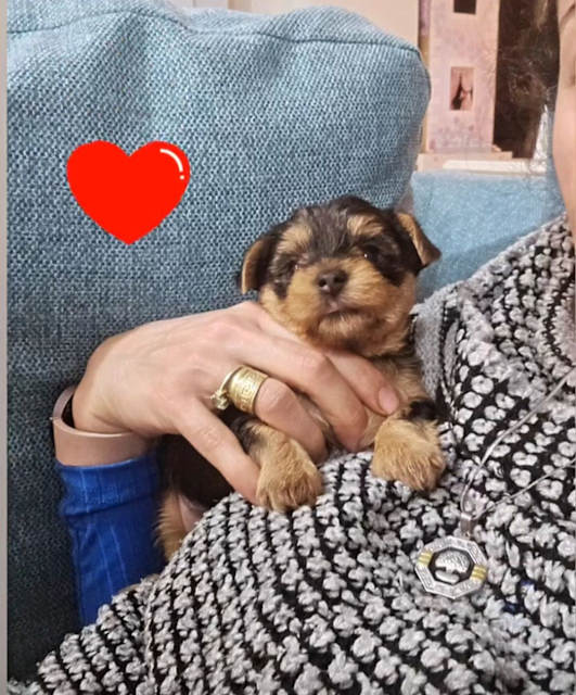 Yorkshire Terrier LAST BOY available Adelaide | Dogs & Puppies ...