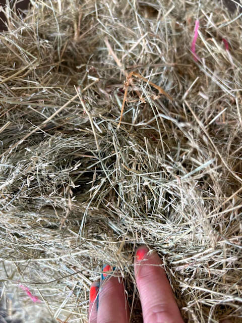 Teff Hay Bales Hunter Vey | Horses & Ponies | Gumtree Australia Lake ...