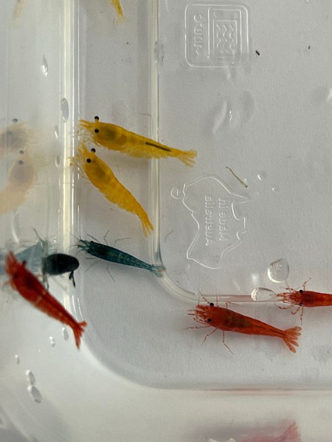 Skittle shrimp packs - 6 Blue, 6 Red and 6 Yellow cherry shrimp | Fish ...