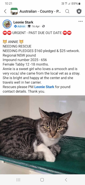 BEAUTIFUL TABBY girl URGENT | Cats & Kittens | Gumtree Australia ...