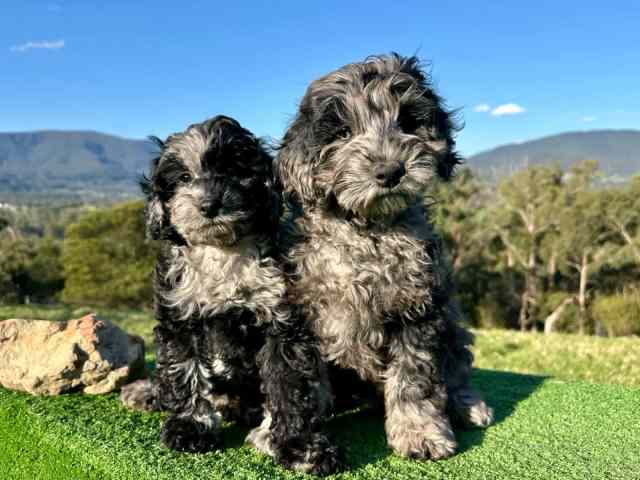 F1b Cavoodle Puppies - Sweet Natured. Ruby & Merle. | Dogs & Puppies ...