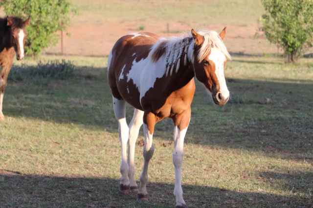 QH pinto filly yearling | Horses & Ponies | Gumtree Australia Dubbo ...