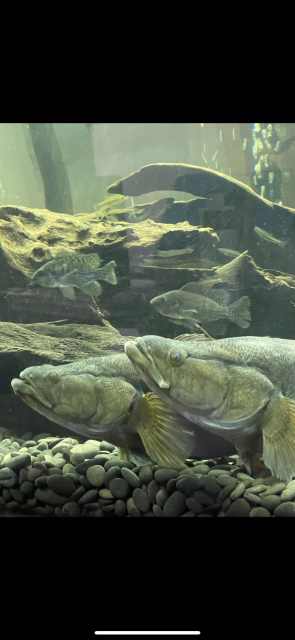 AUSTRALIAN NATIVE SLEEPY COD FISH!! | Fish | Gumtree Australia Brisbane ...