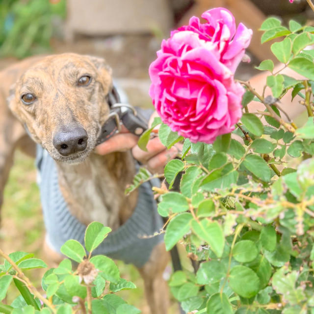 Female Greyhound available for adoption (Free), Brindle, Alaska 2yrs ...