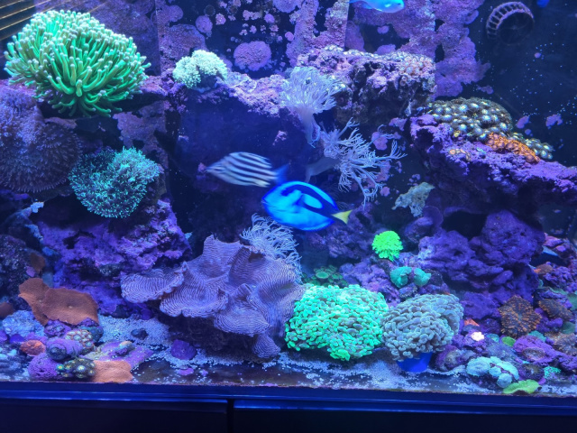 Tank Shutdown Livestocks For Sale ONLY Corals Fish Aquarium Reef Marin ...