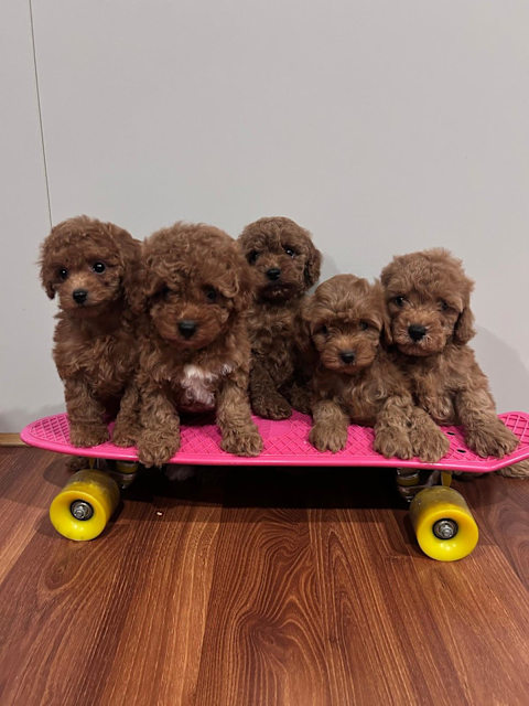 Easter special “ Toy Cavoodle F1B puppies “ | Dogs & Puppies | Gumtree ...